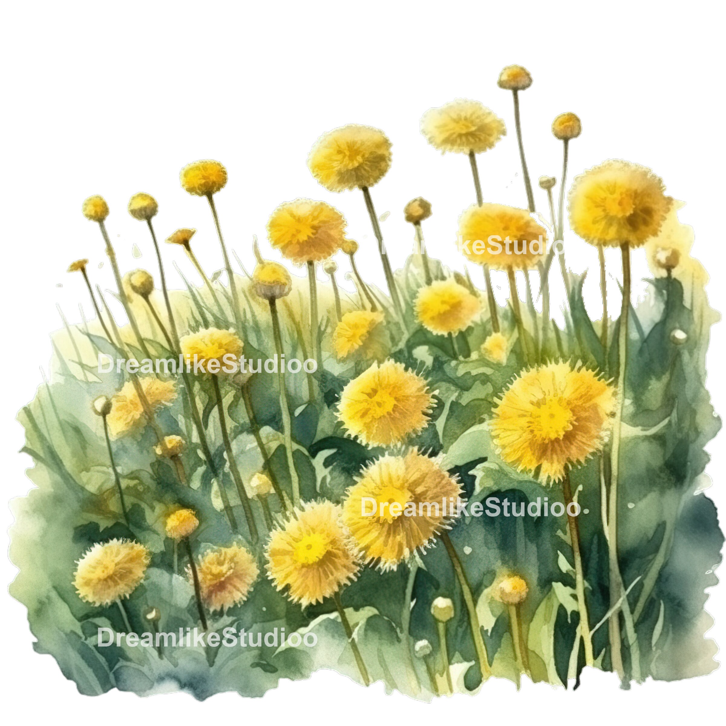 Watercolor Dandelions Clipart, Dandelions Scene PNG, Commercial Use ...
