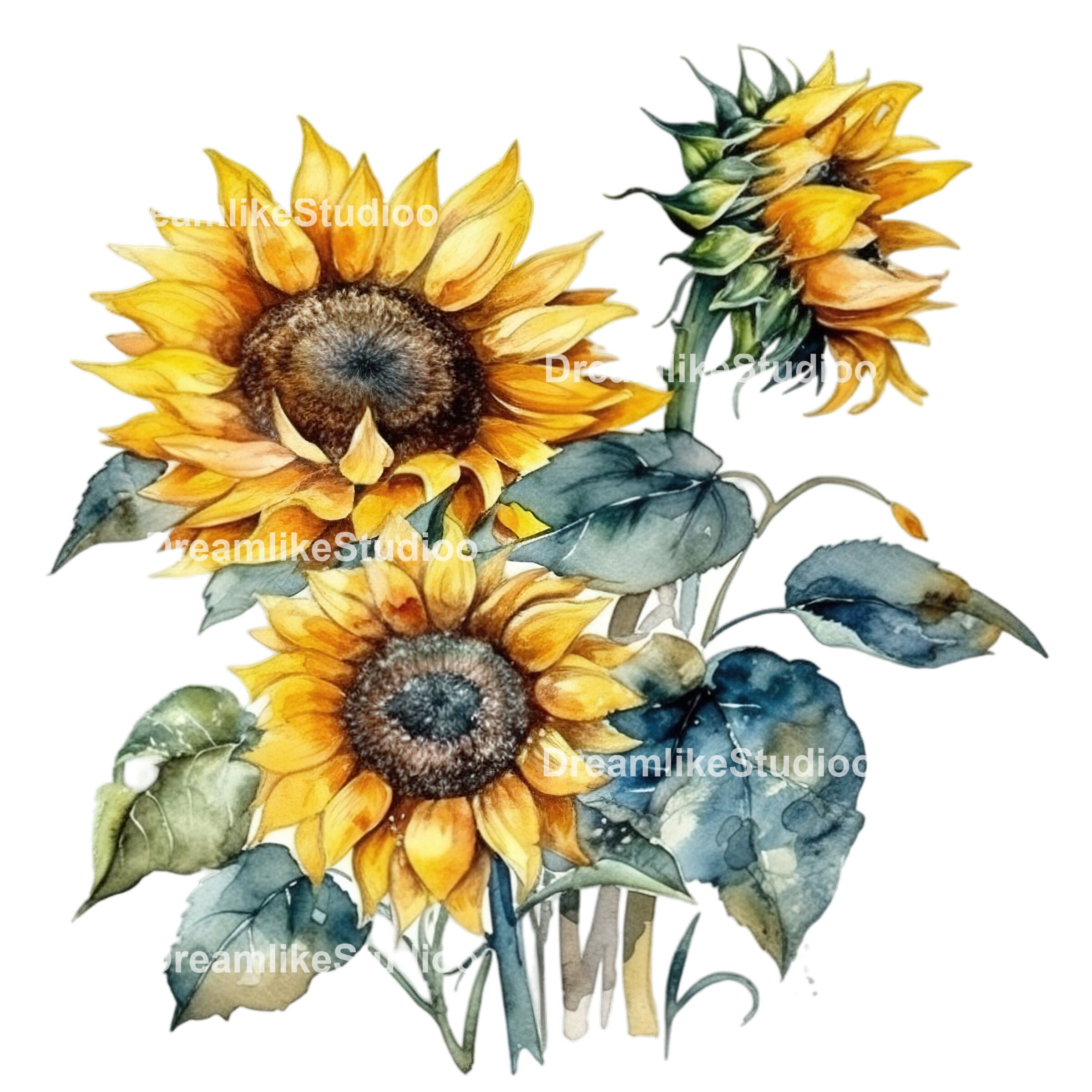 Watercolor Sunflower Clipart, Commercial Use Clipart, Sunflowers Field ...