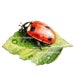 Watercolor Ladybug Clipart, Commercial Use Lady Bug PNG, Insect Clipart ...