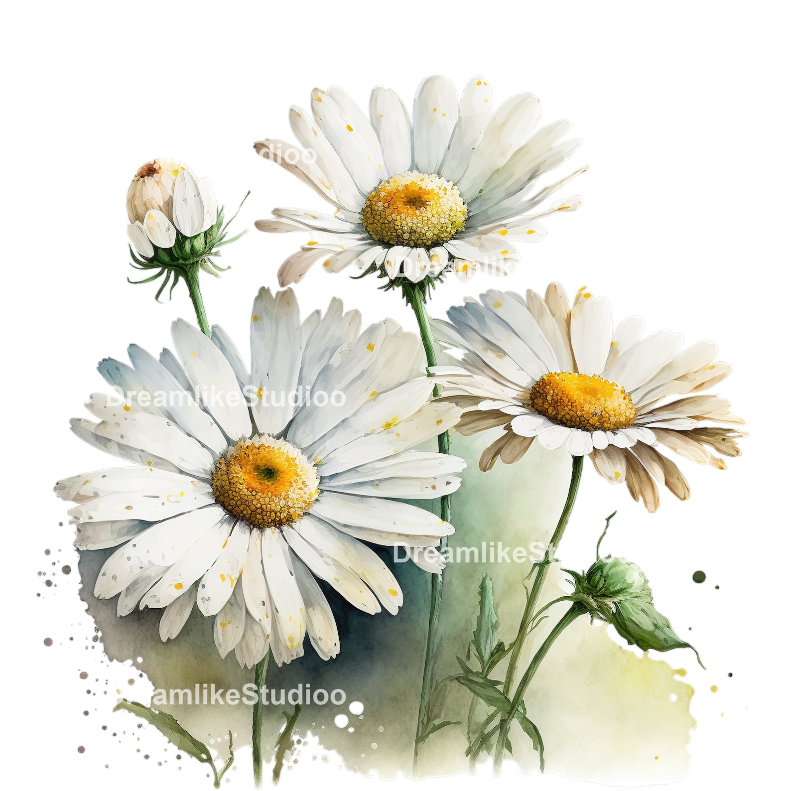 Watercolor Daisies Clipart Daisies Bouquet PNG Commercial - Etsy