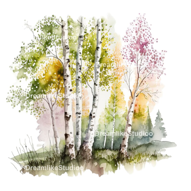 Spring Birch Trees Clipart Birch Grove PNG Commercial Use - Etsy