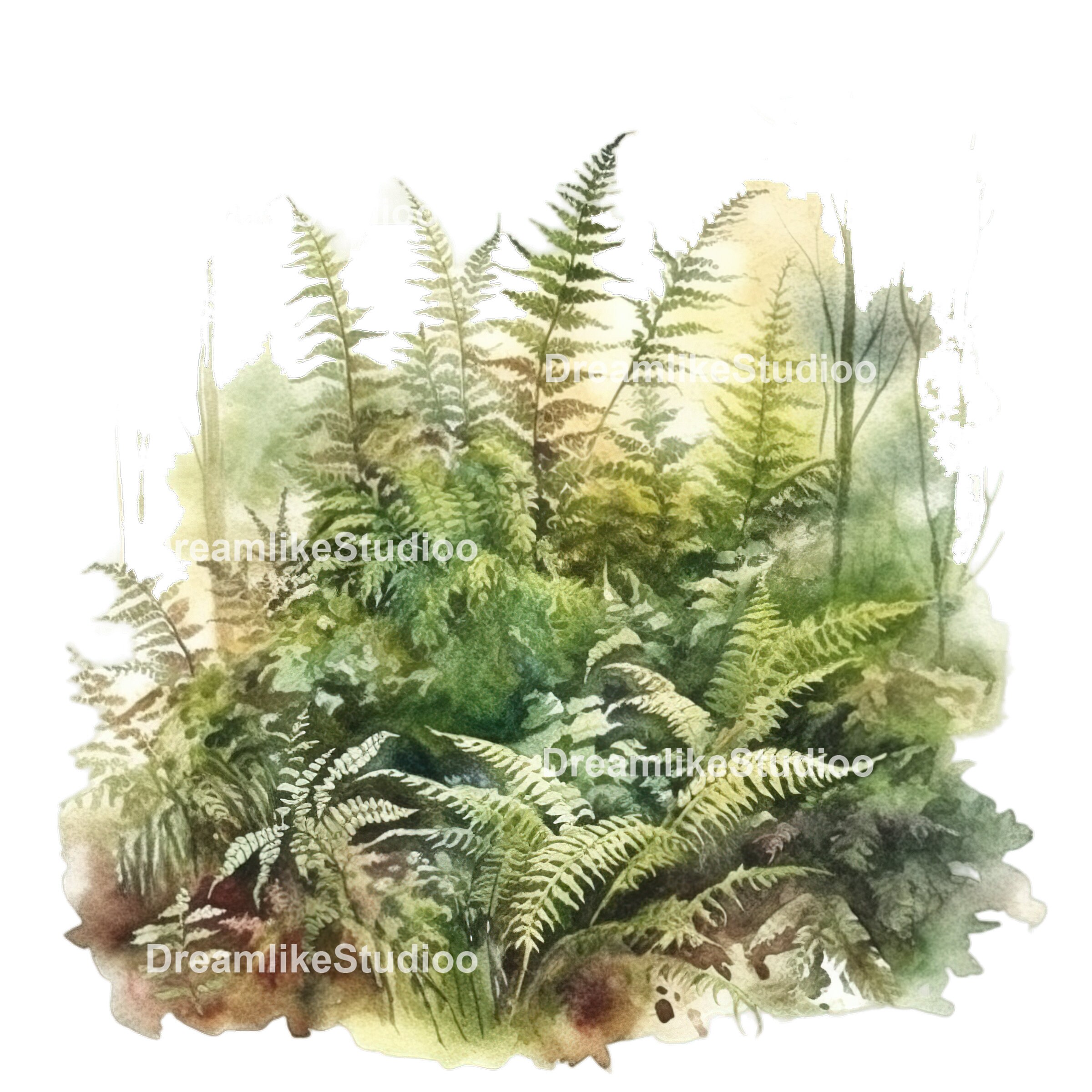 Watercolor Fern Forest Clipart Commercial Use Fern PNG - Etsy