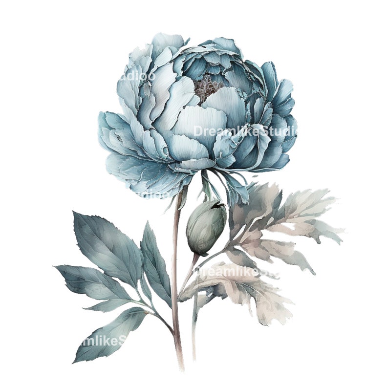 Watercolor Peony Clipart, Commercial Use Clipart, Blue Flower Clipart ...