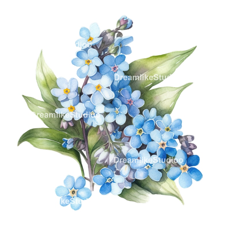 Watercolor Forget-me-not Clipart, Forget-me-not Bouquet PNG, Commercial ...