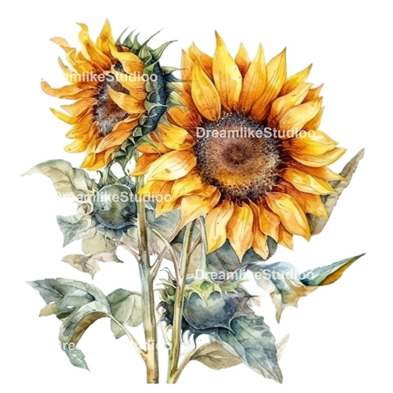 Watercolor Sunflower Clipart, Commercial Use Clipart, Sunflowers Field, Sublimation Sunflowers ...