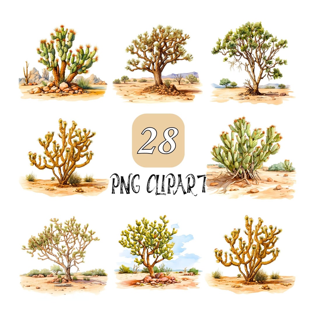 Cane Cholla Cactus Clipart, Cylindropuntia Imbricata in Desert, High ...