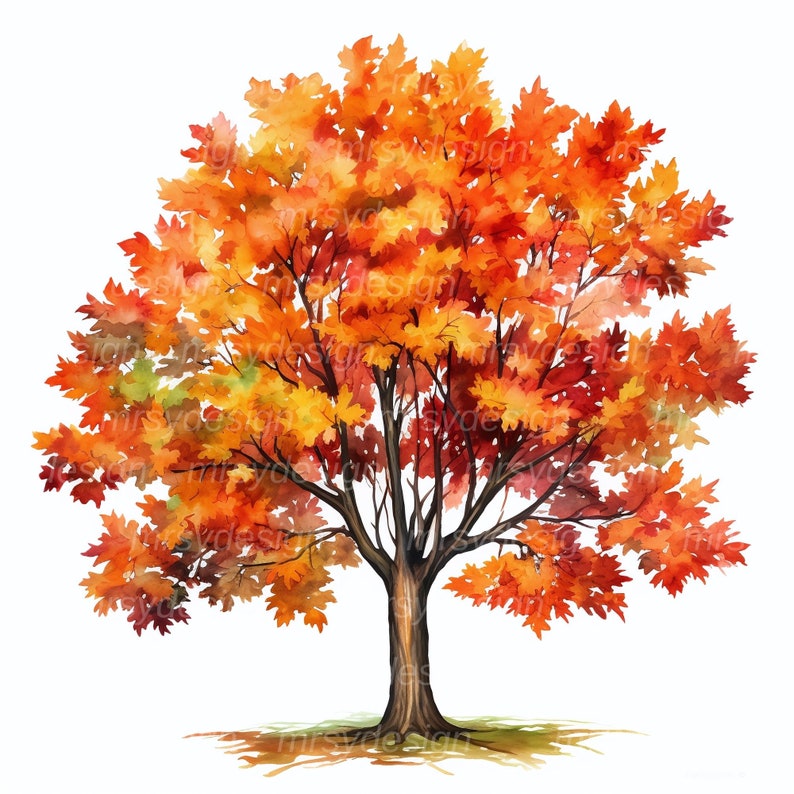 23 Maple Tree Clipart, Flowers Clipart, High Quality PNG, Watercolor ...