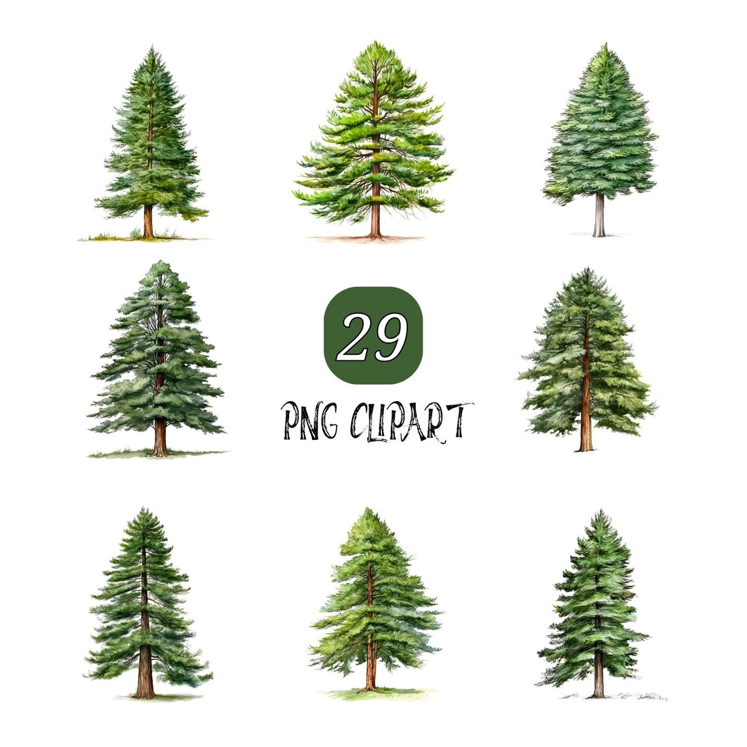 Cedrus Libani Cedar Tree Clipart, Watercolor Cedar Tree PNG, High ...