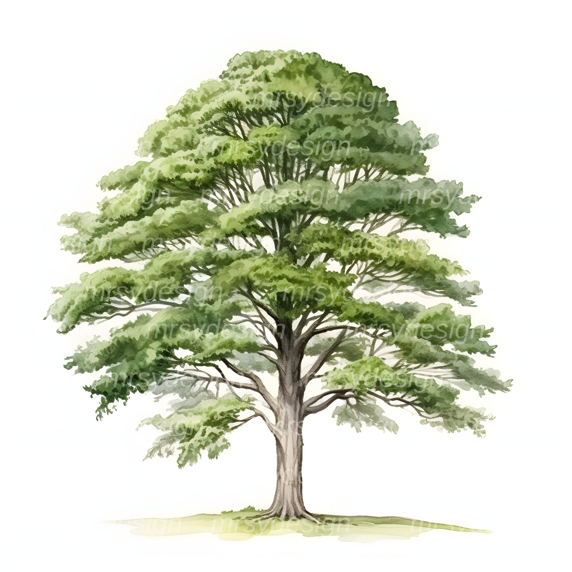 Cedrus Libani Cedar Tree Clipart, Watercolor Cedar Tree PNG, High ...