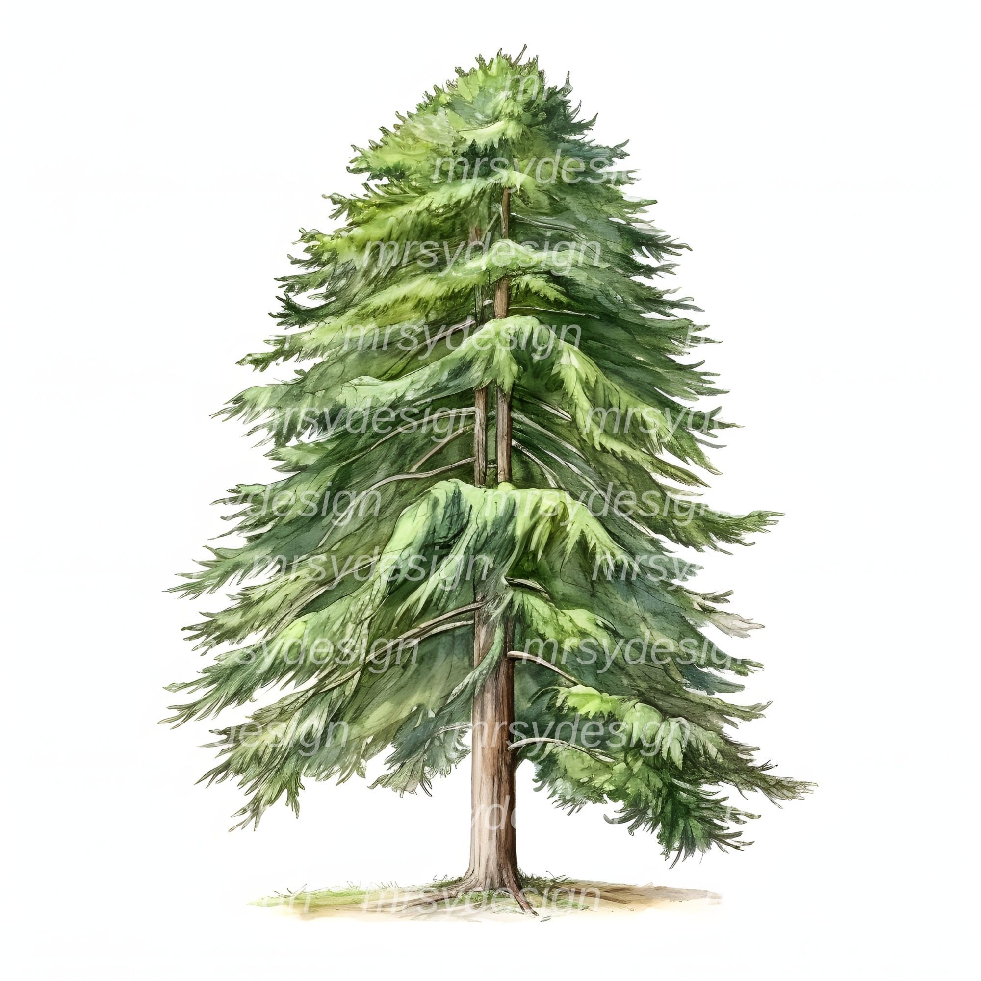 Cedrus Libani Cedar Tree Clipart, Watercolor Cedar Tree PNG, High ...