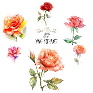 37 Rose Watercolor Clipart, Flowers Clipart, High Quality PNG, Bundle ...