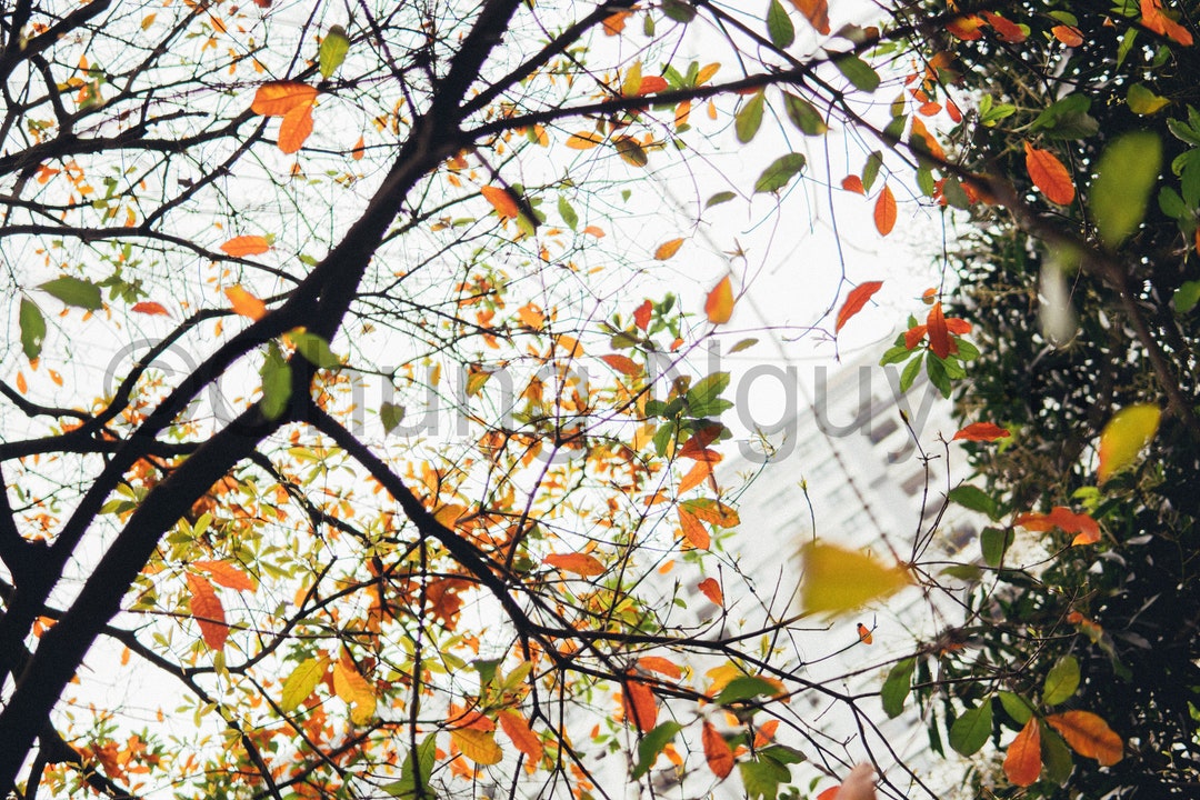 Forest Print Autumn Forest Poster Horizontal Print Digital - Etsy