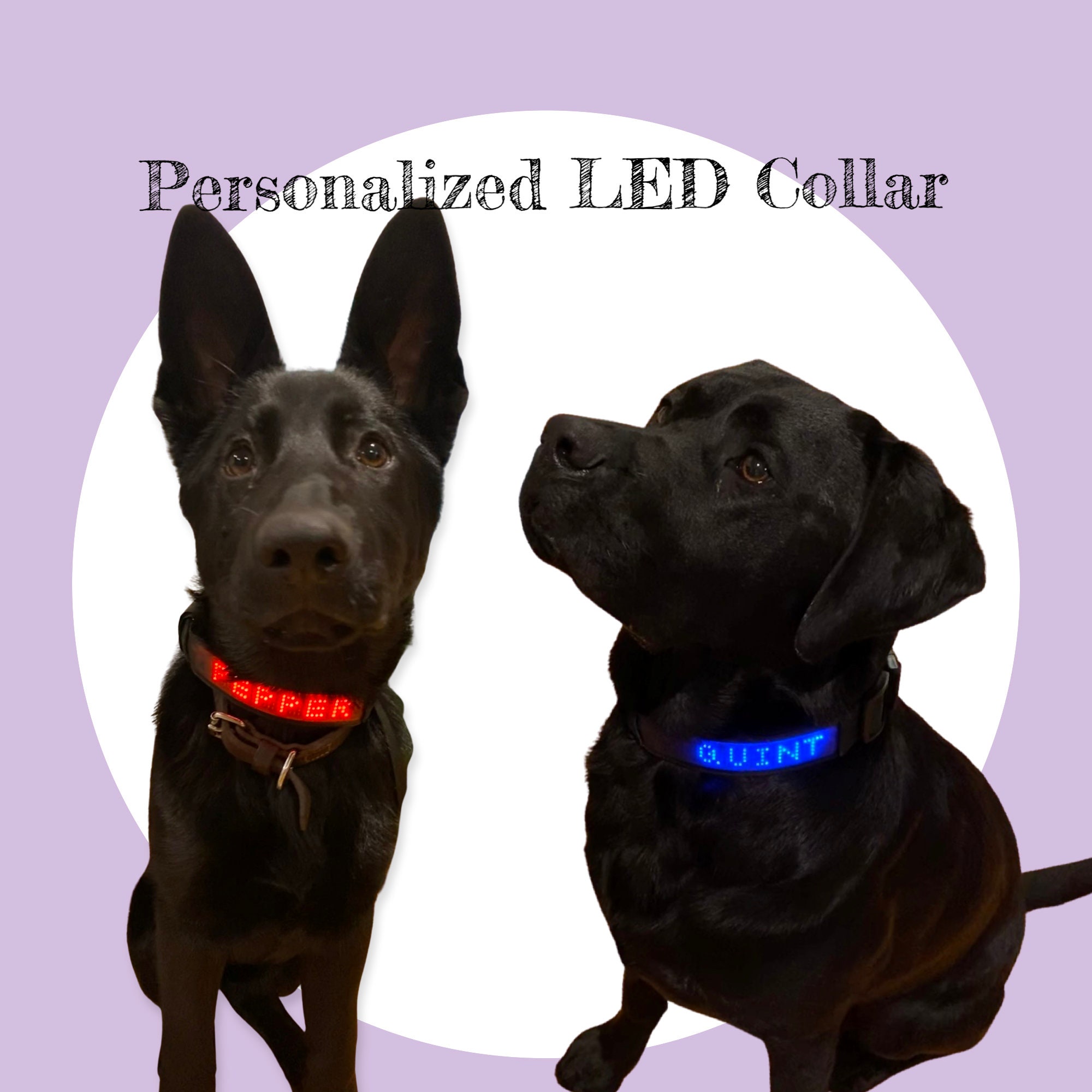 LED Dog Collar Customisable Glow in the Dark Display Light up Collar ...