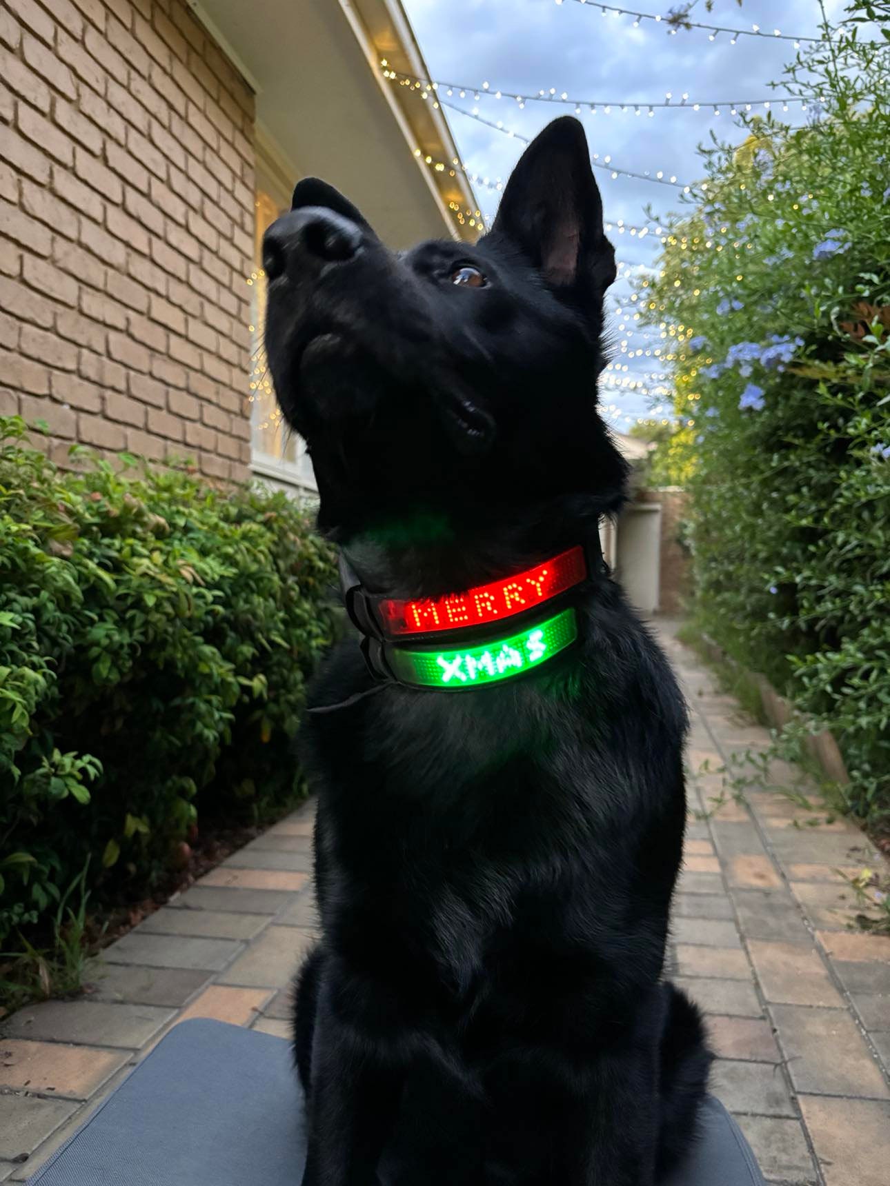 LED Dog Collar Customisable Glow in the Dark Display Light up Collar ...