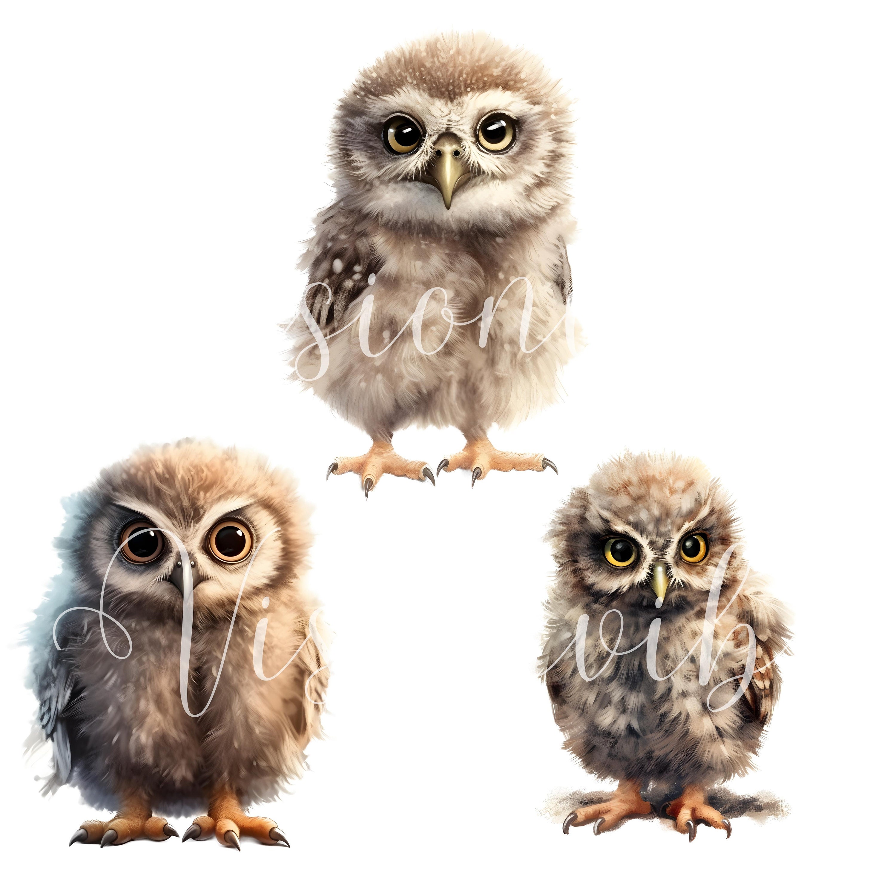 Baby Owl Clipart Natural Color Owl Png Cute Little Baby - Etsy