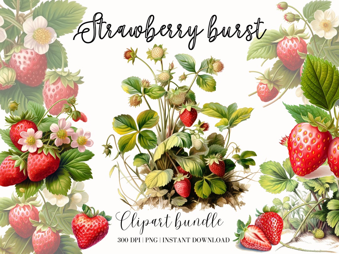 Strawberry Sublimation Design Summer Clipart Commercial Free Digital ...