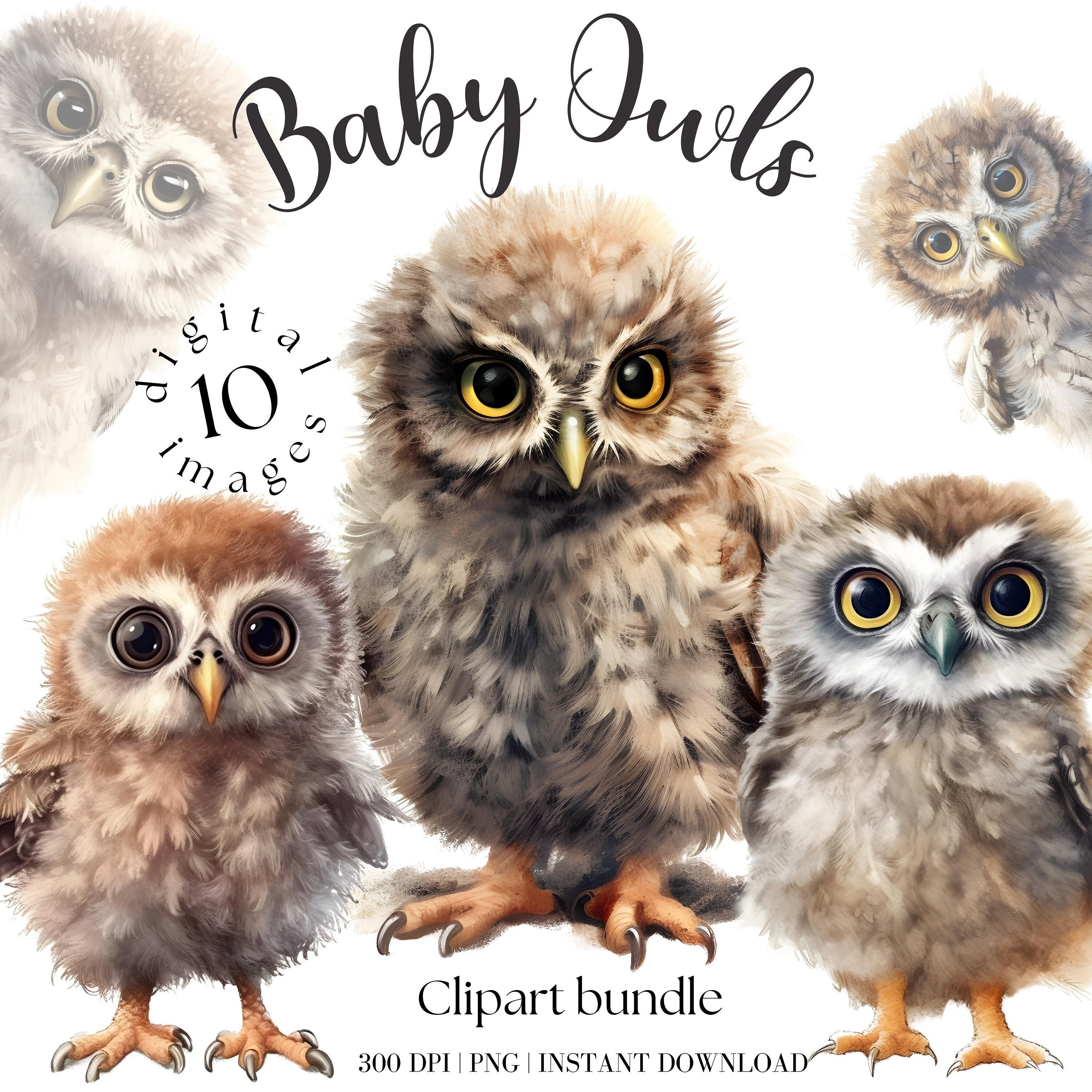 Baby Owl Clipart Natural Color Owl Png Cute Little Baby - Etsy