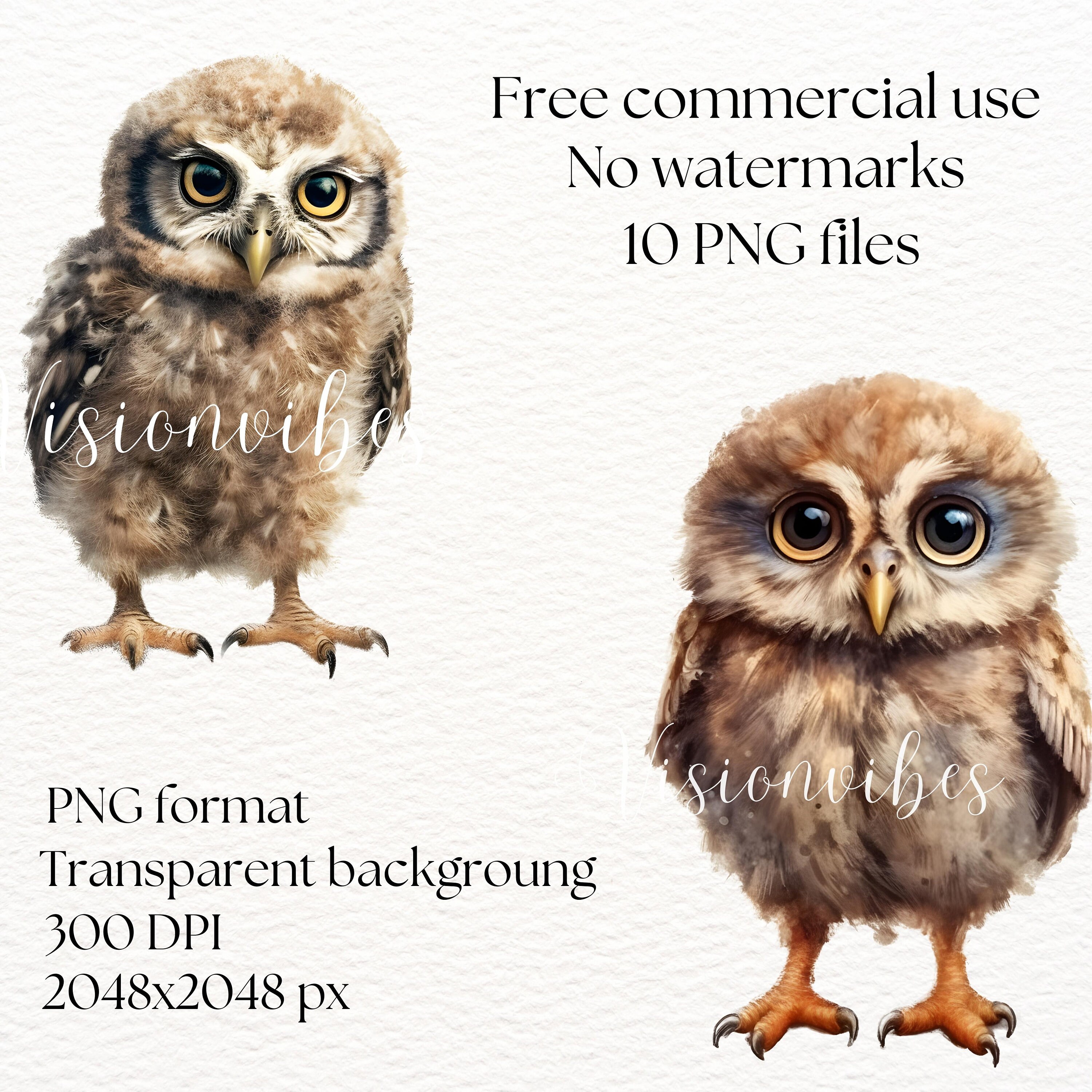 Baby Owl Clipart Natural Color Owl Png Cute Little Baby - Etsy