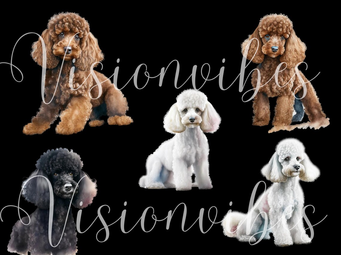 Poodle Clipart Bundle Watercolor Poodle Clipart Dog Lover Png Doglover ...