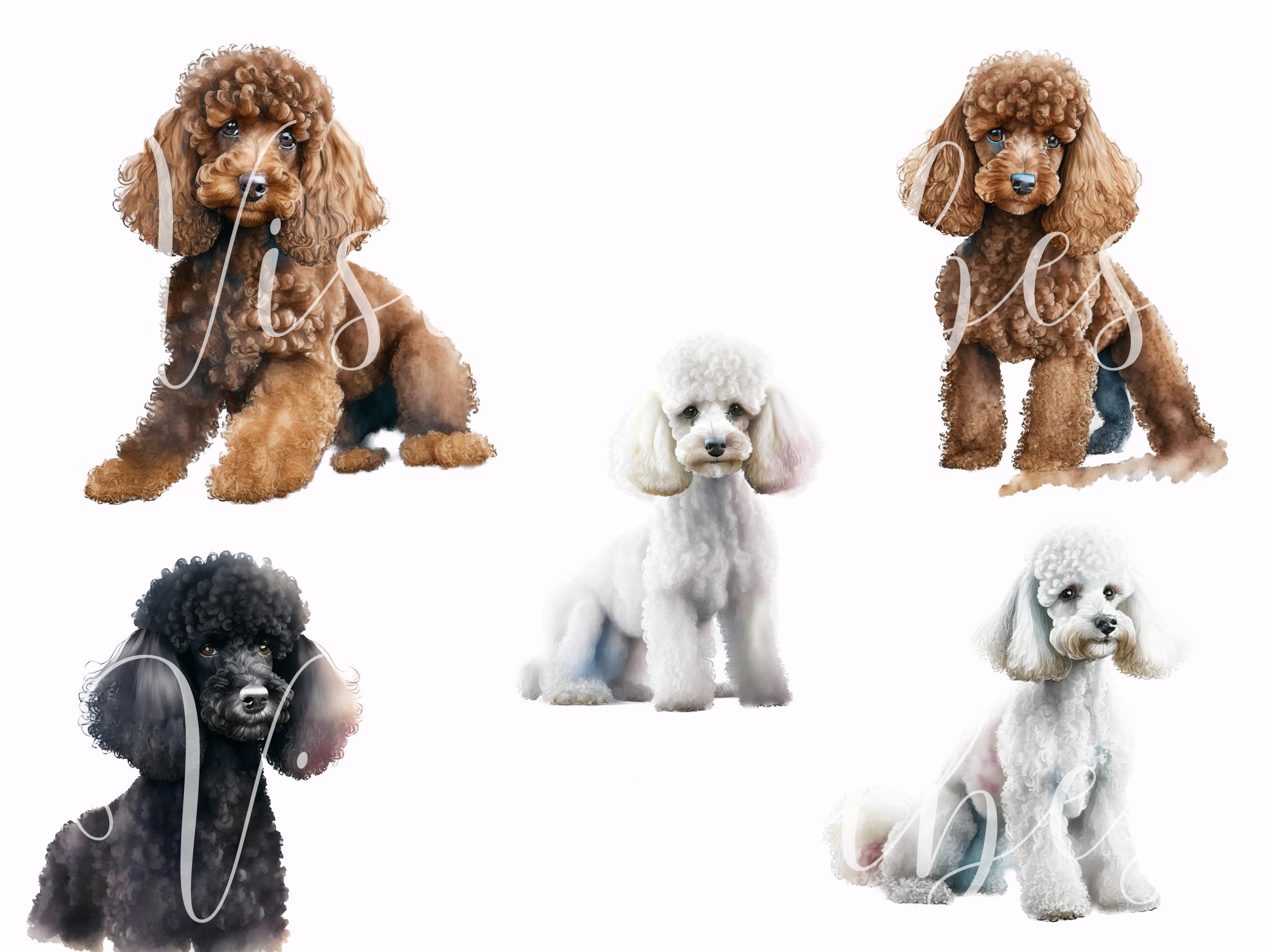 Poodle Clipart Bundle Watercolor Poodle Clipart Dog Lover Png Doglover ...