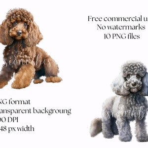 Poodle Clipart Bundle Watercolor Poodle Clipart Dog Lover Png Doglover ...