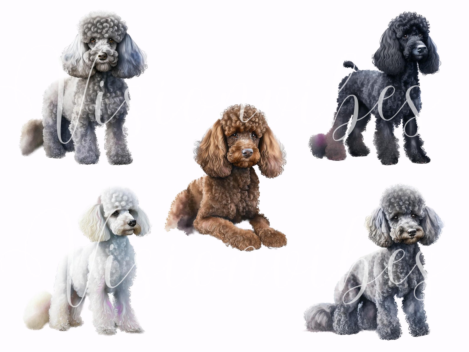 Poodle Clipart Bundle Watercolor Poodle Clipart Dog Lover Png Doglover ...