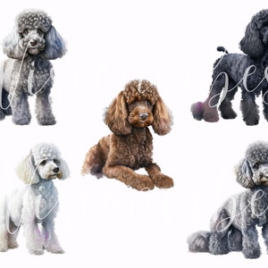 Poodle Clipart Bundle Watercolor Poodle Clipart Dog Lover Png Doglover ...