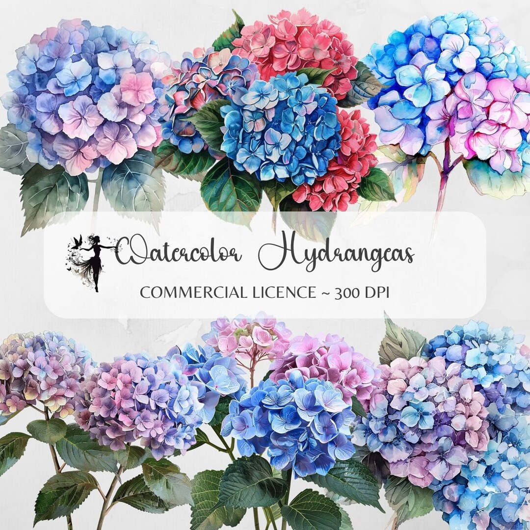 Watercolor Blue Pink Hydrangea Clipart Hydrangea Print Flowers PNG Junk ...