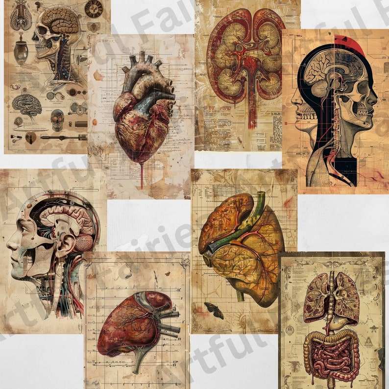 Human Anatomy Ephemera Clipart Bundle Digital Planner Junk Journal ...