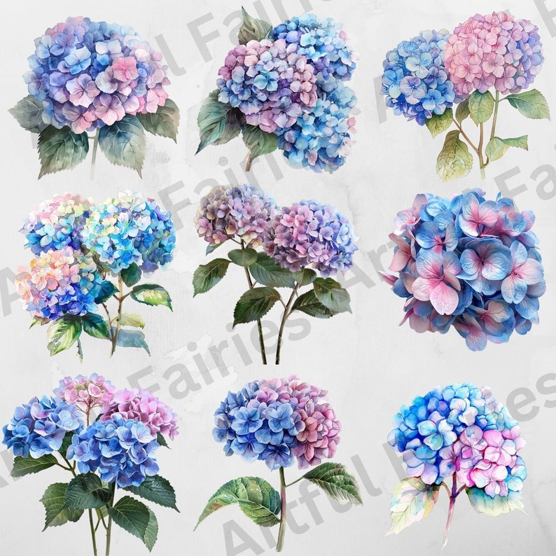 Watercolor Blue Pink Hydrangea Clipart Hydrangea Print Flowers PNG Junk ...