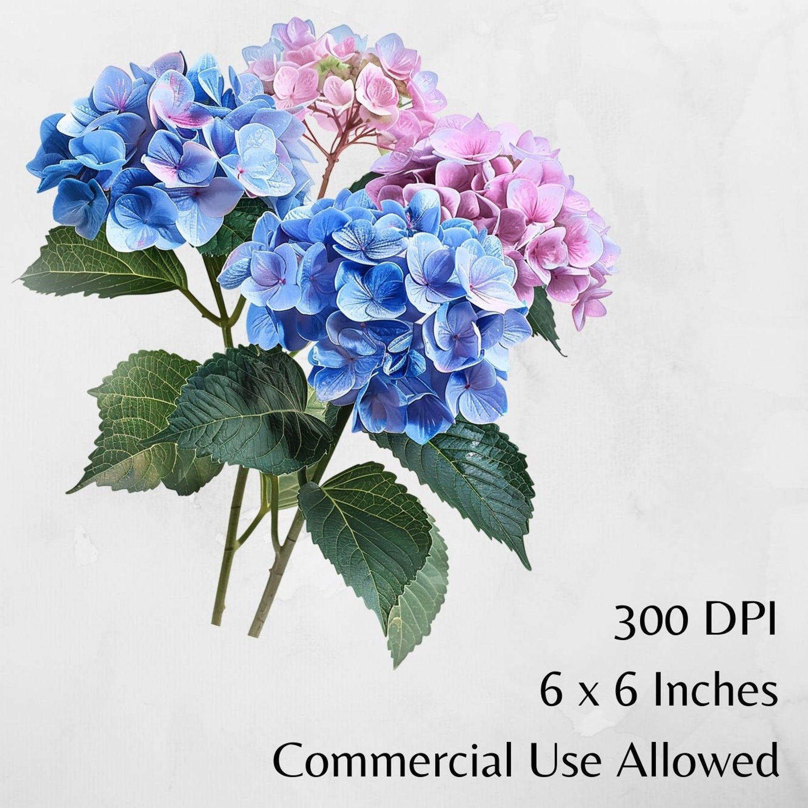 Watercolor Blue Pink Hydrangea Clipart Hydrangea Print Flowers PNG Junk ...