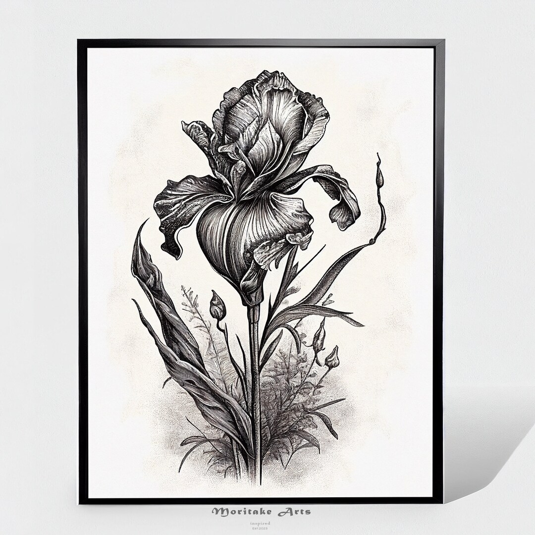 Iris Printable Pen and Ink Drawing Vintage Botanical Art - Etsy
