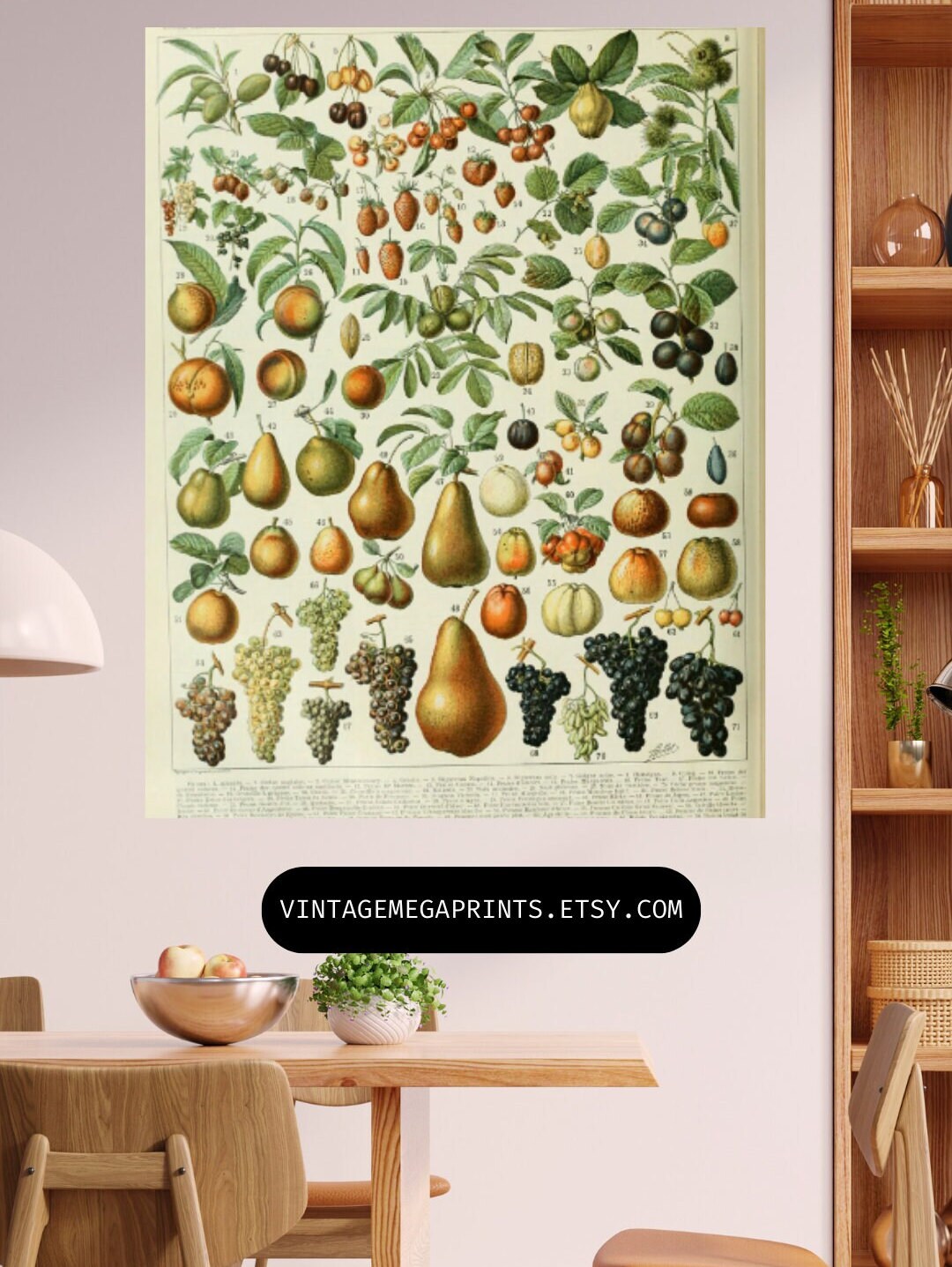 Millot's Natural History Pears Prints. - Etsy