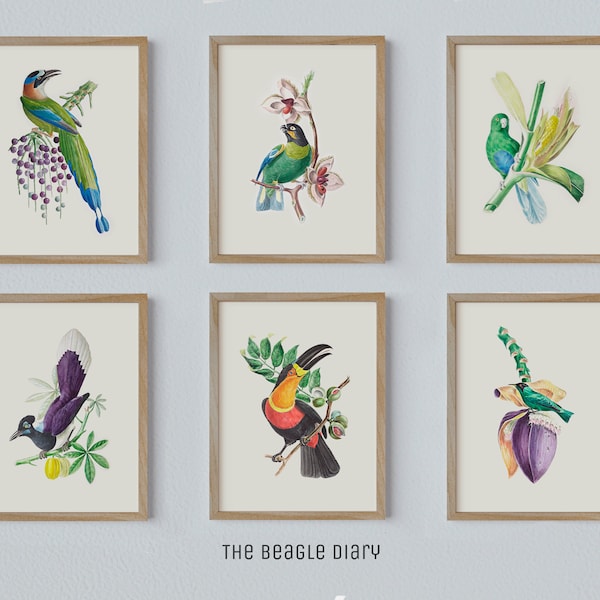 Brazilian Birds Art - Etsy