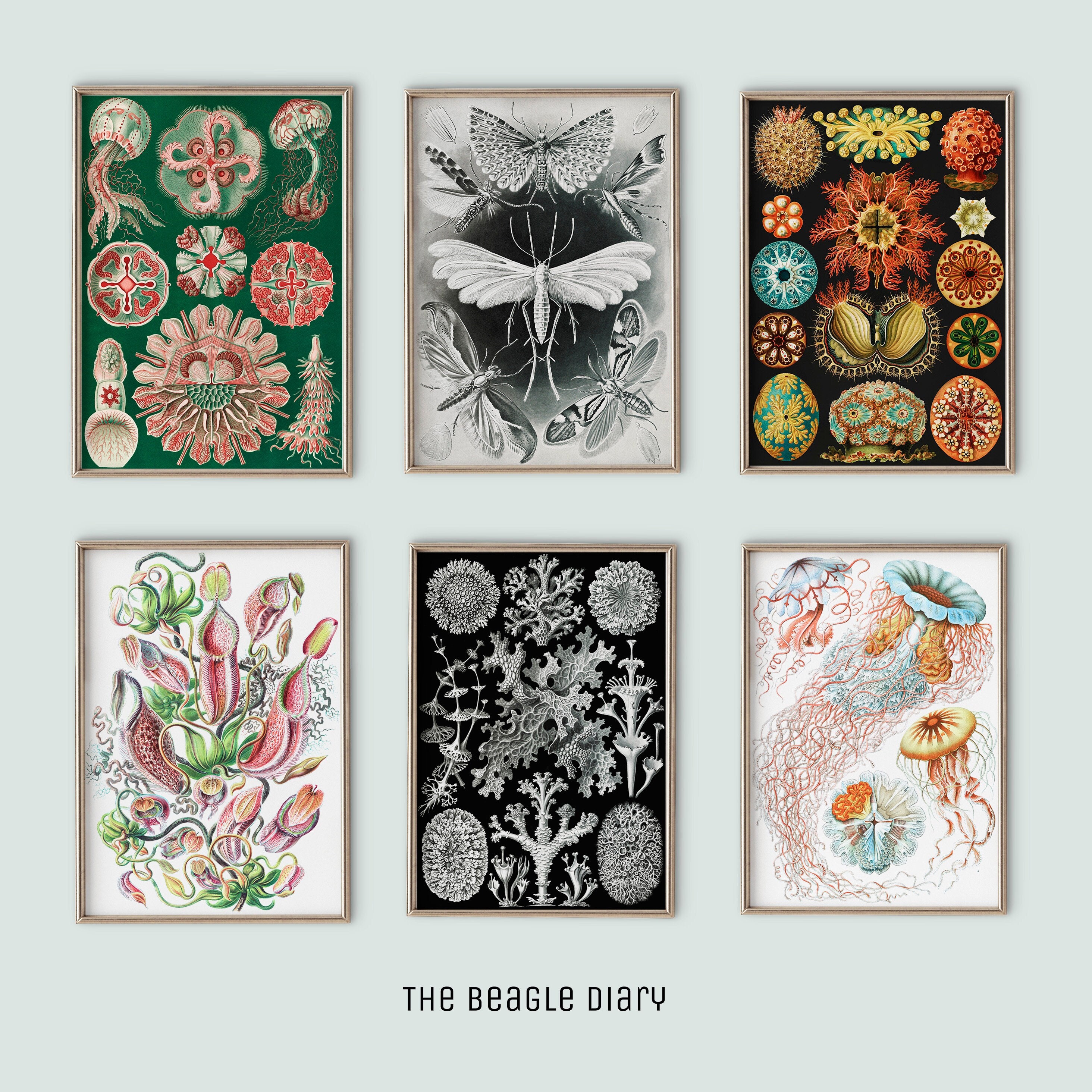 Ernst Haeckel Gallery Wall Prints/ Vintage Living Room Wall Decor ...