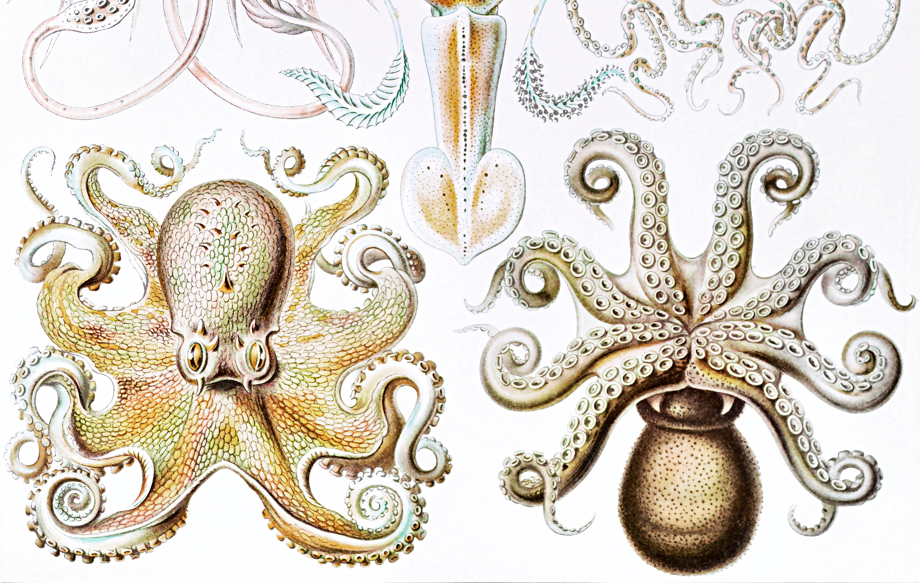 Vintage Octopuses Illustration gamochonia by Ernst Haeckel/printable ...