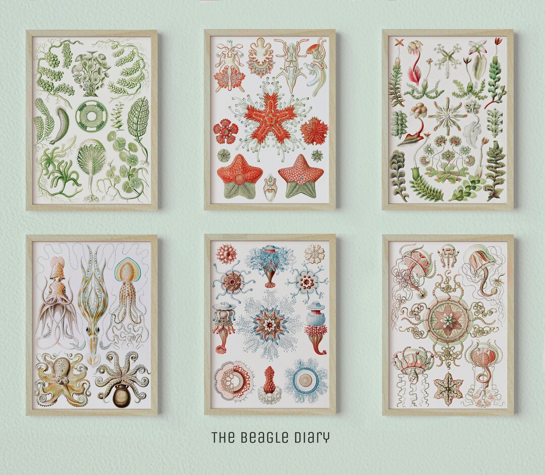 Ernst Haeckel Set of 6 Vintage Illustrations/ Printable Wall Art ...
