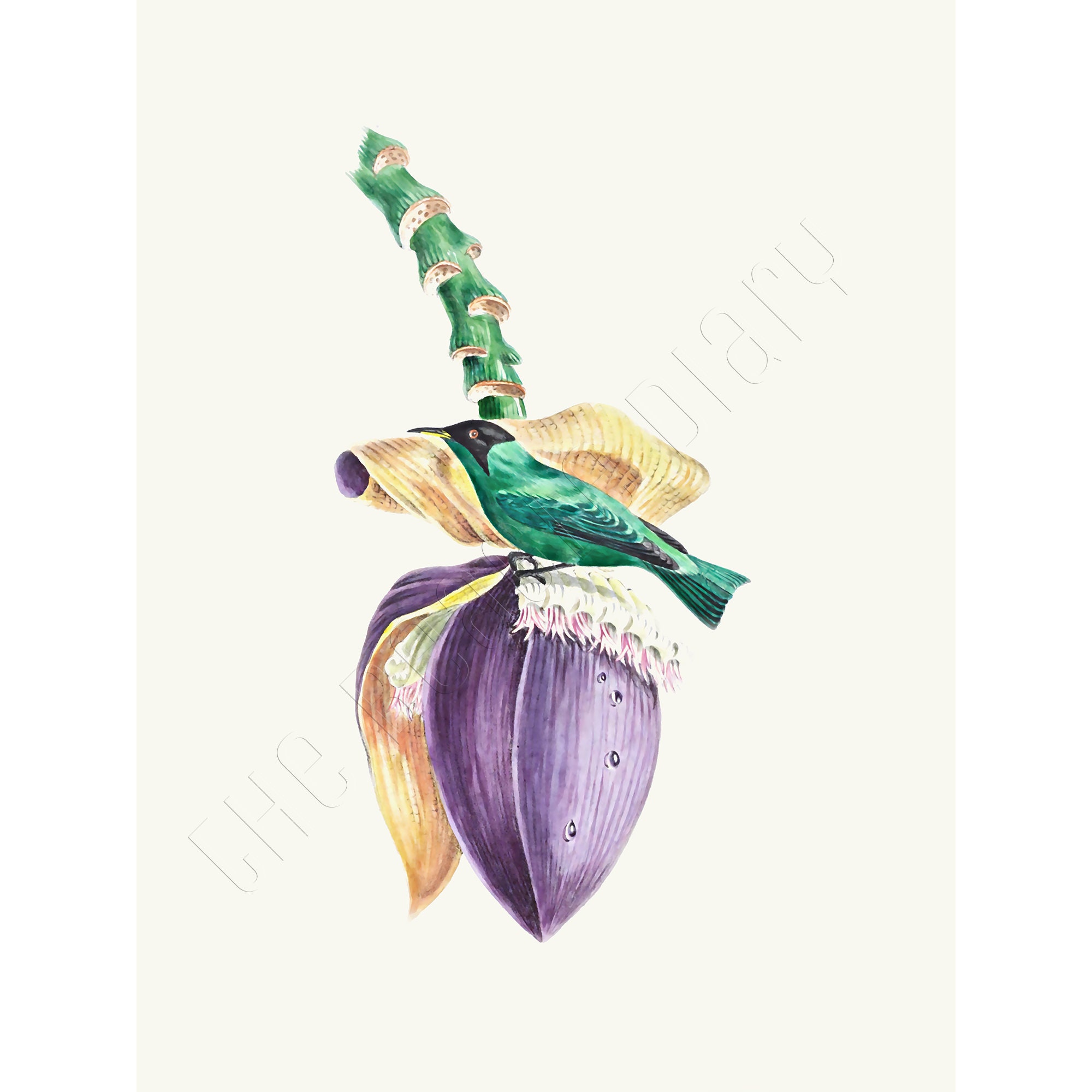 Brazilian Birds Set of 2 Vintage Illustrations/ Large Printable Wall ...