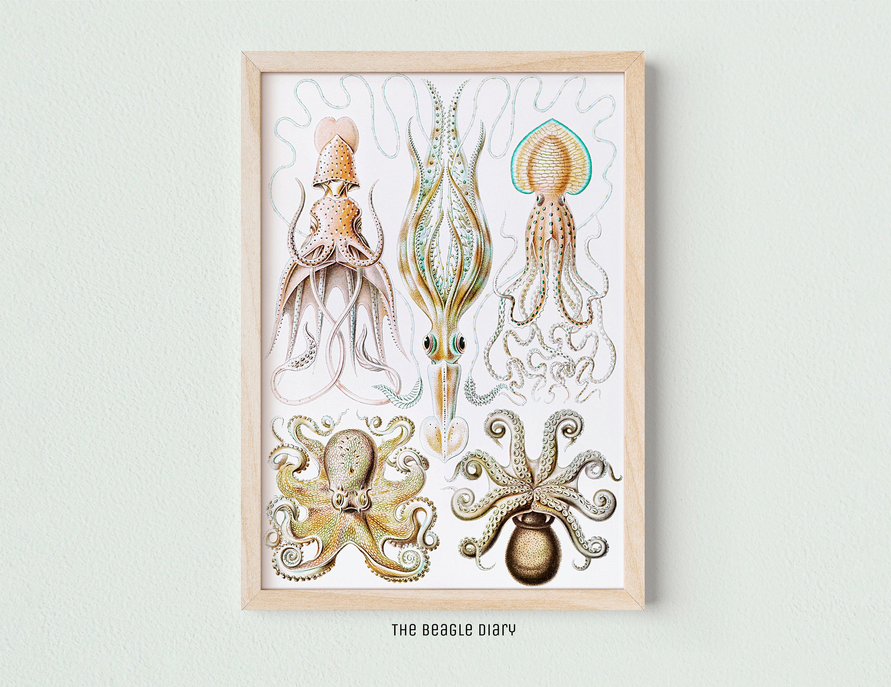Vintage Octopuses Illustration gamochonia by Ernst Haeckel/printable ...