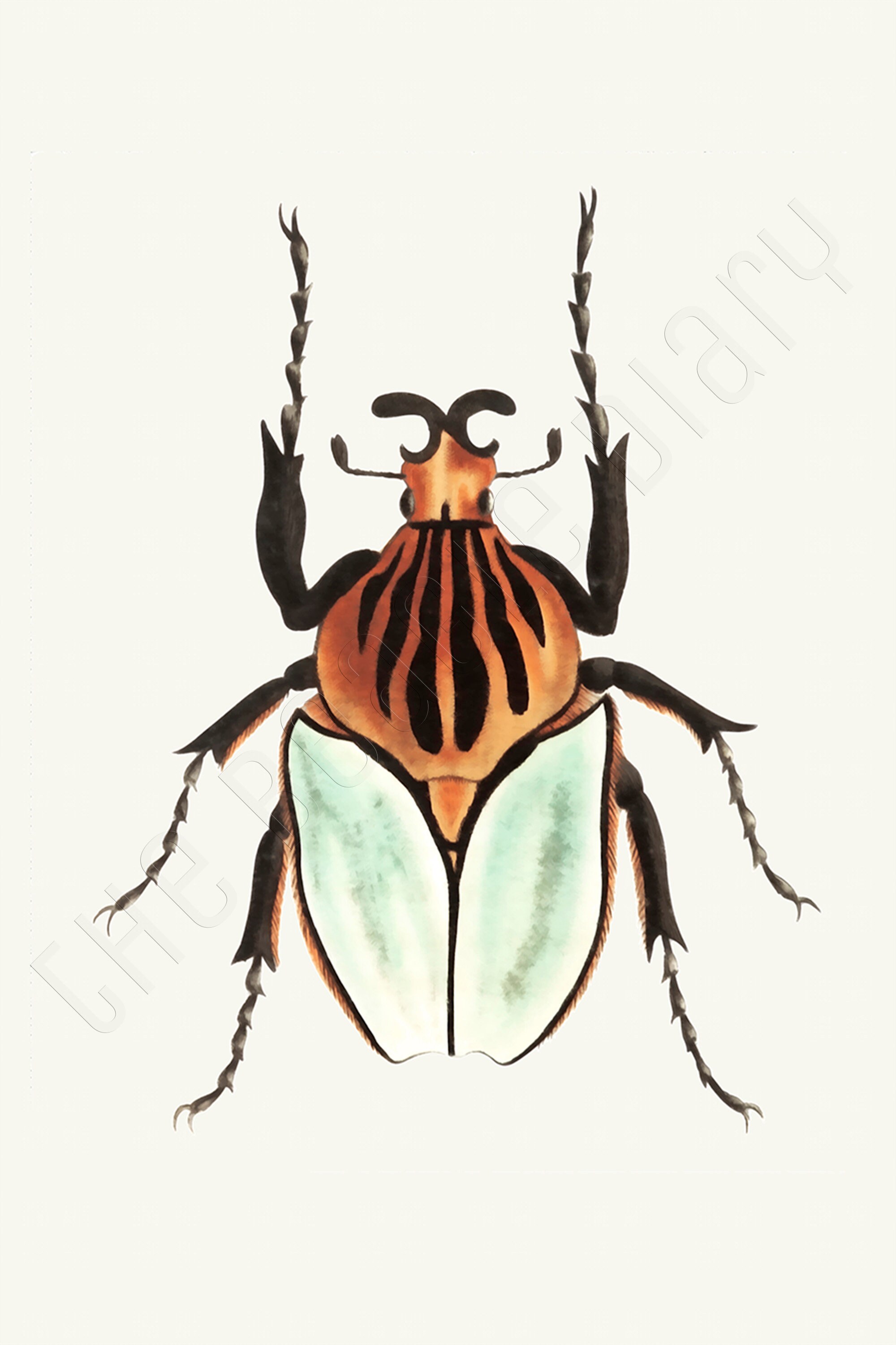 Vintage Bug Illustration/ Insect Wall Decor Vintage/ Retro - Etsy