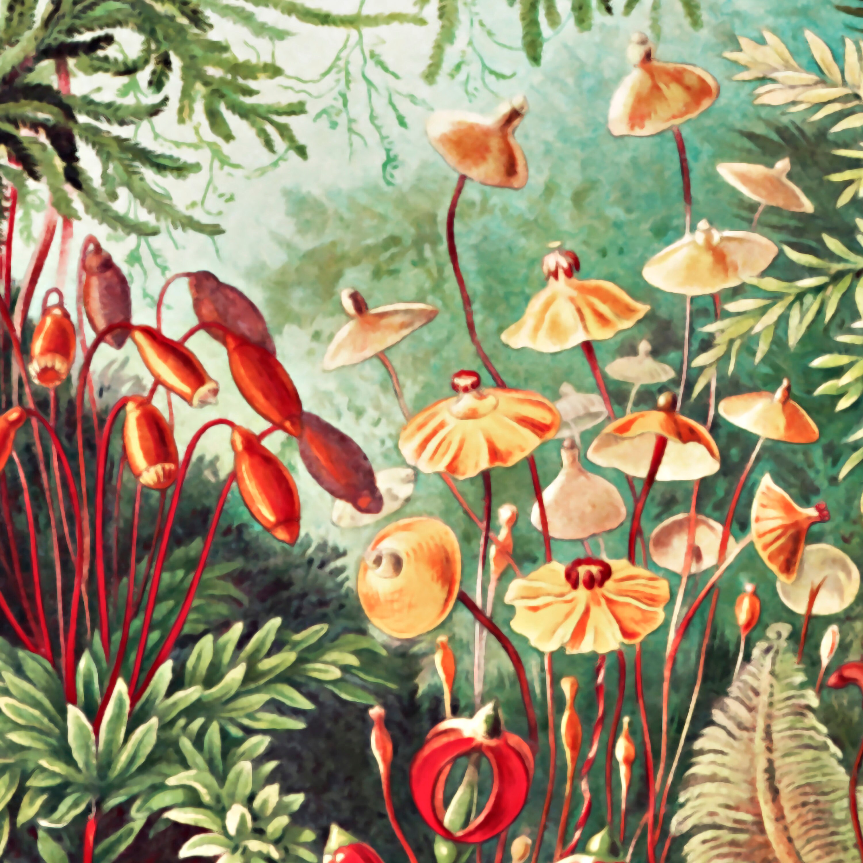 Vintage Mushrooms Illustration muscinae by Ernst Haeckel/printable Wall ...