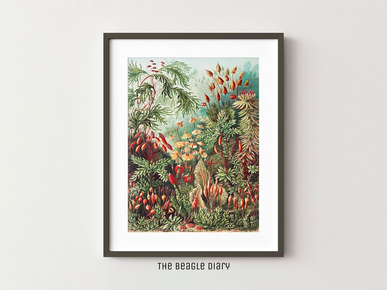 Vintage Mushrooms Illustration muscinae by Ernst Haeckel/printable Wall ...