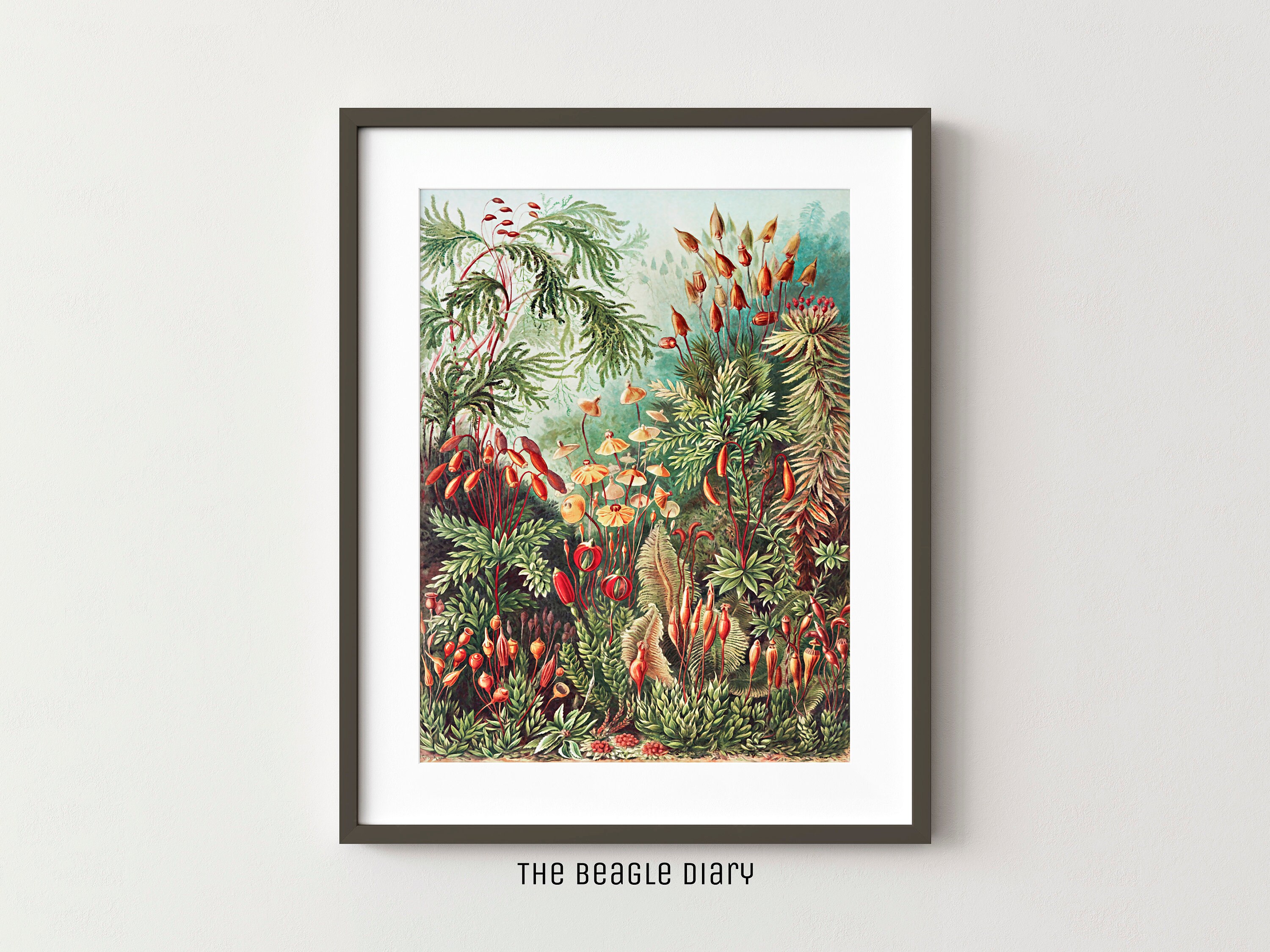 Vintage Mushrooms Illustration muscinae by Ernst Haeckel/printable Wall ...