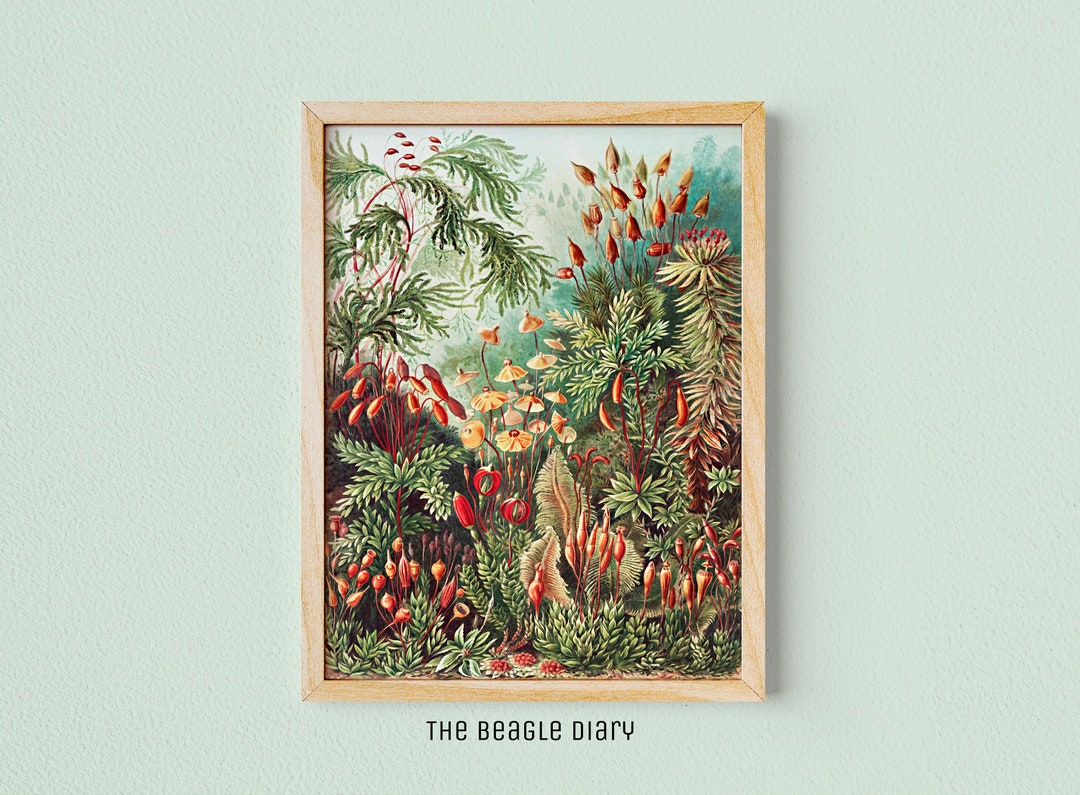 Vintage Mushrooms Illustration muscinae by Ernst Haeckel/printable Wall ...