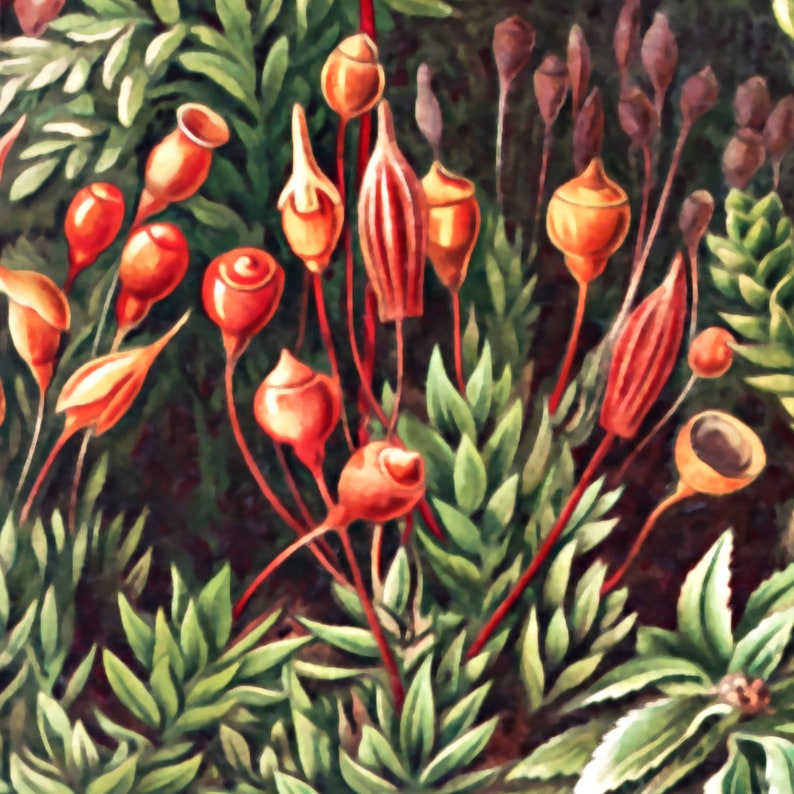 Vintage Mushrooms Illustration muscinae by Ernst Haeckel/printable Wall ...