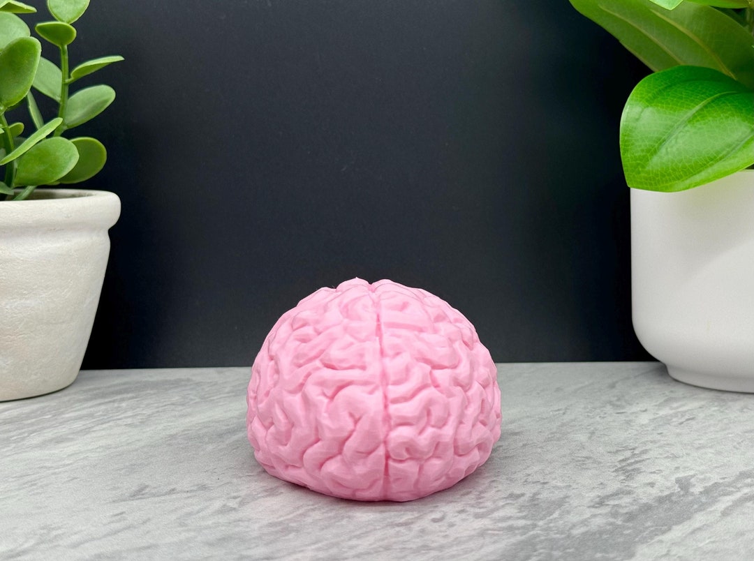 Brain Model, Brain Statue, Brain Decoration for Home, School, Work ...