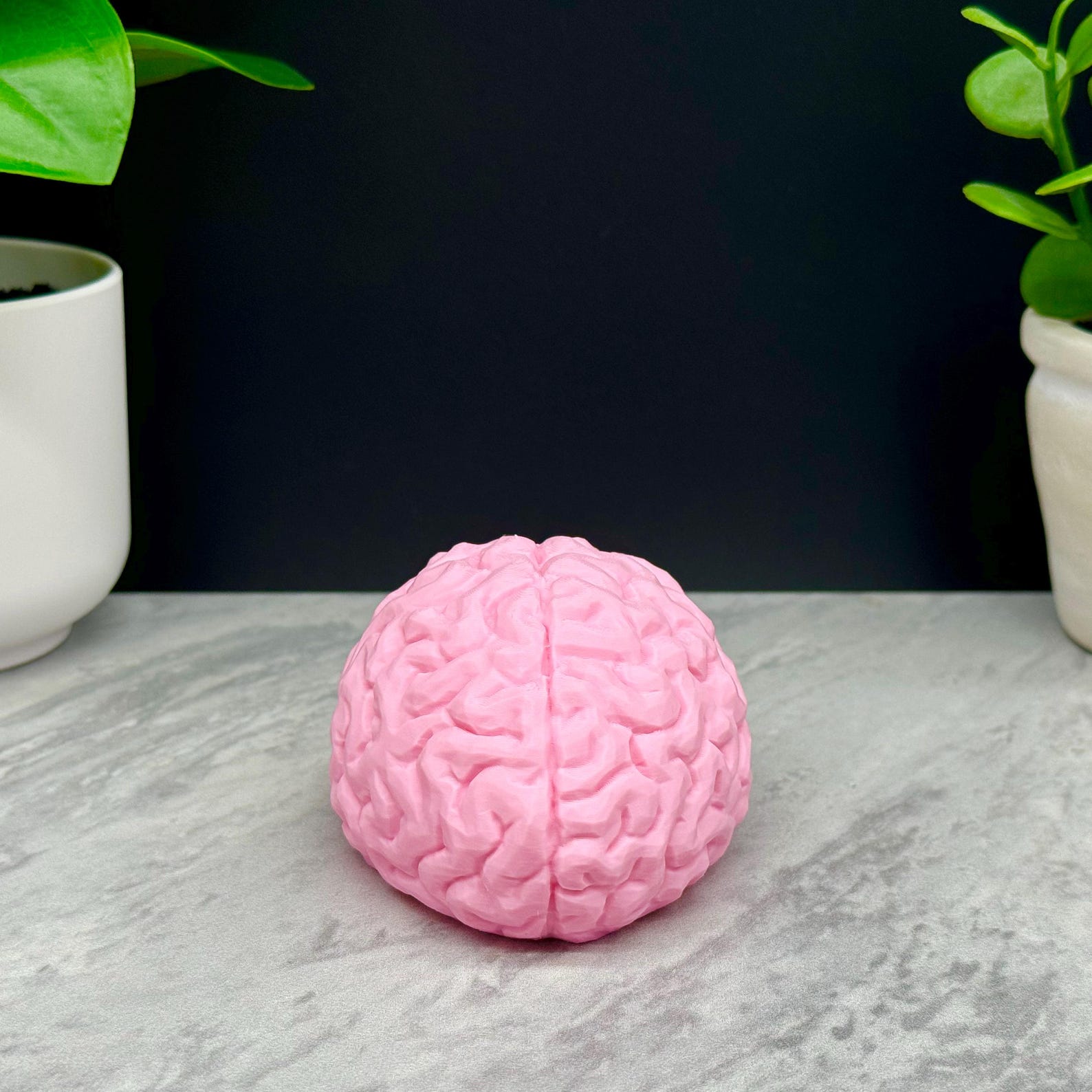Brain Model, Brain Statue, Brain Decoration for Home, School, Work ...