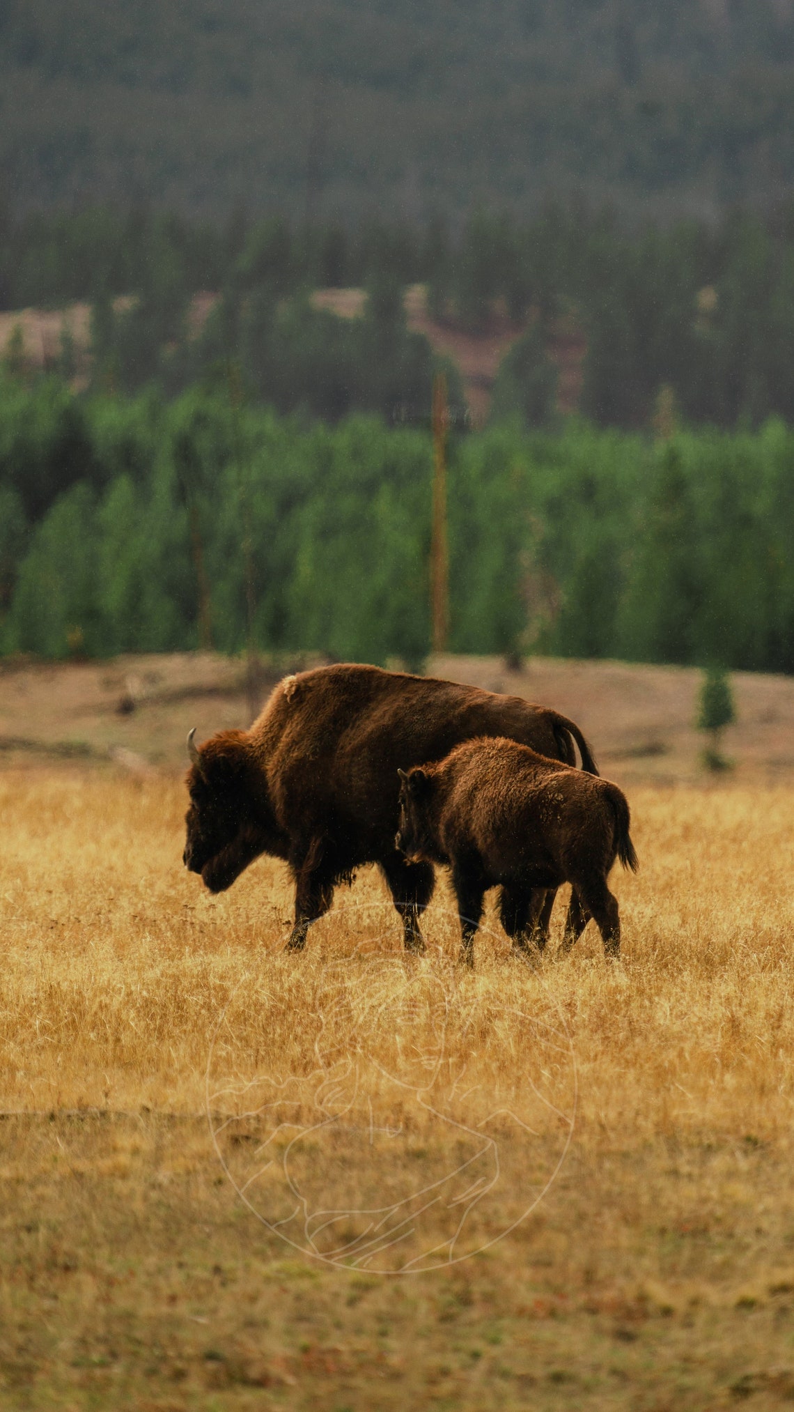 Yellowstone in Autumn Phone Wallpaper Set - Etsy