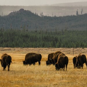Yellowstone in Autumn Phone Wallpaper Set - Etsy