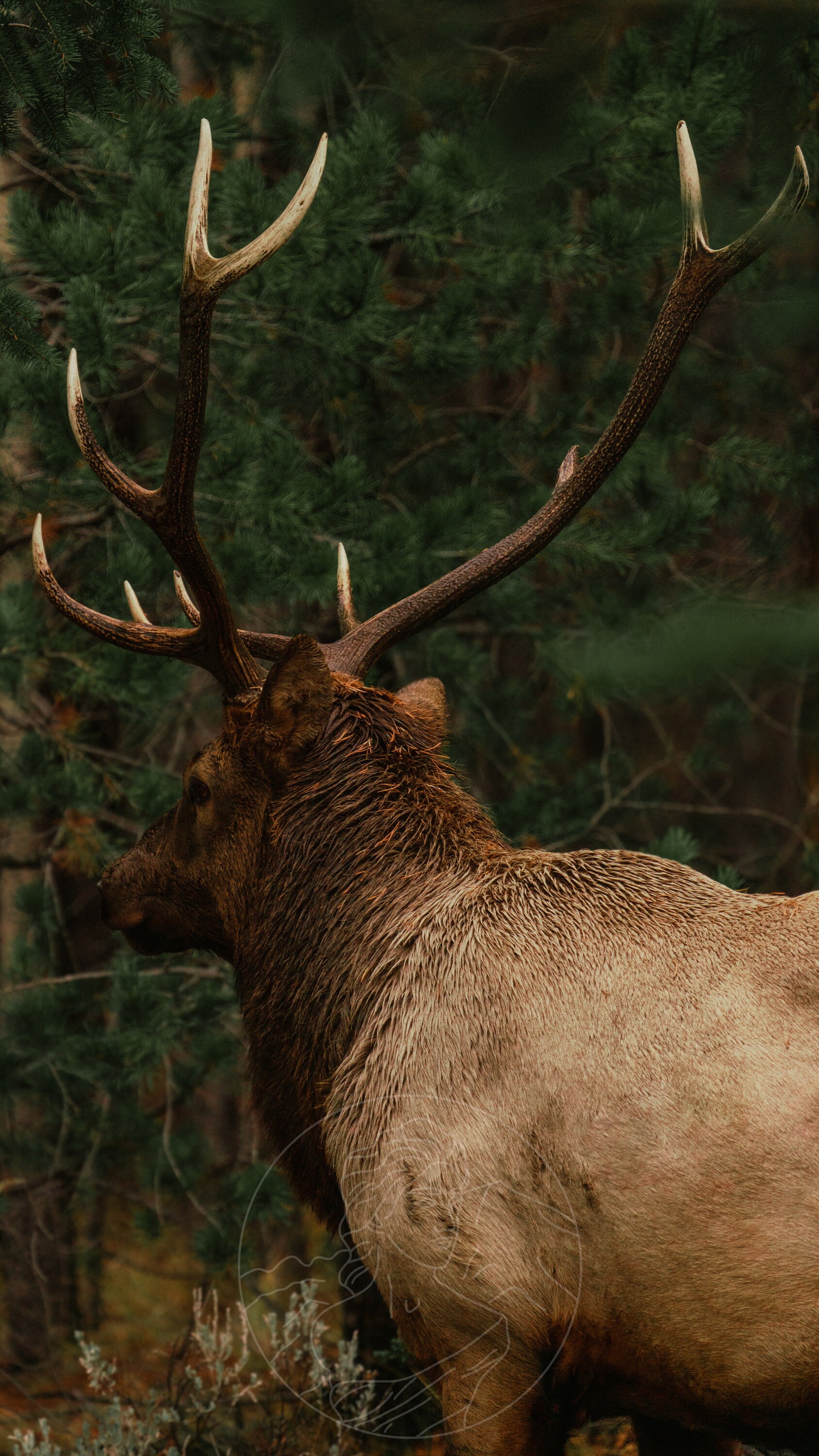 Yellowstone in Autumn Phone Wallpaper Set - Etsy